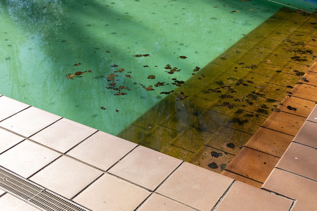 Understanding The Different Types Of Pool Algae - WaterTex Pools