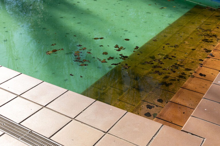 Understanding The Different Types Of Pool Algae - WaterTex Pools